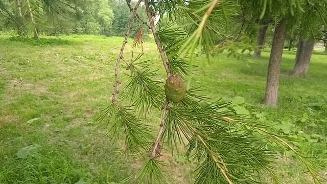 листвинница