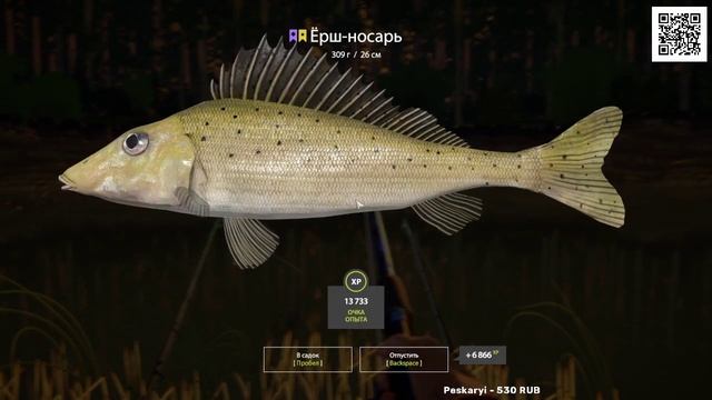 ТРОФЕЙНЫЙ ЕРШ НОСАРЬ НА ВЬЮНКЕ РУССКАЯ РЫБАЛКА 4 РР4