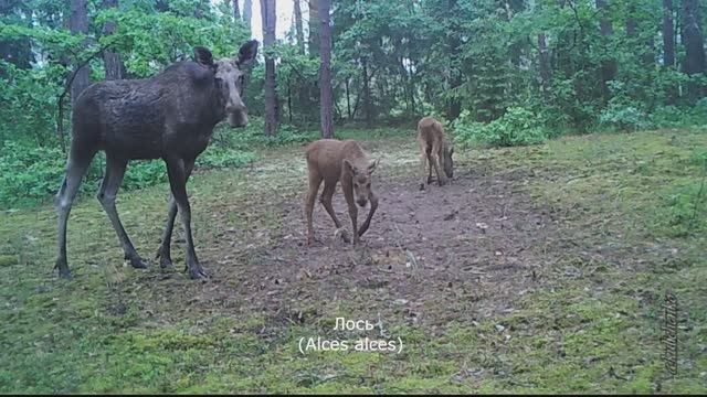 НА ЛЕСНОМ ТАНЦПОЛЕ В ИЮНЕ