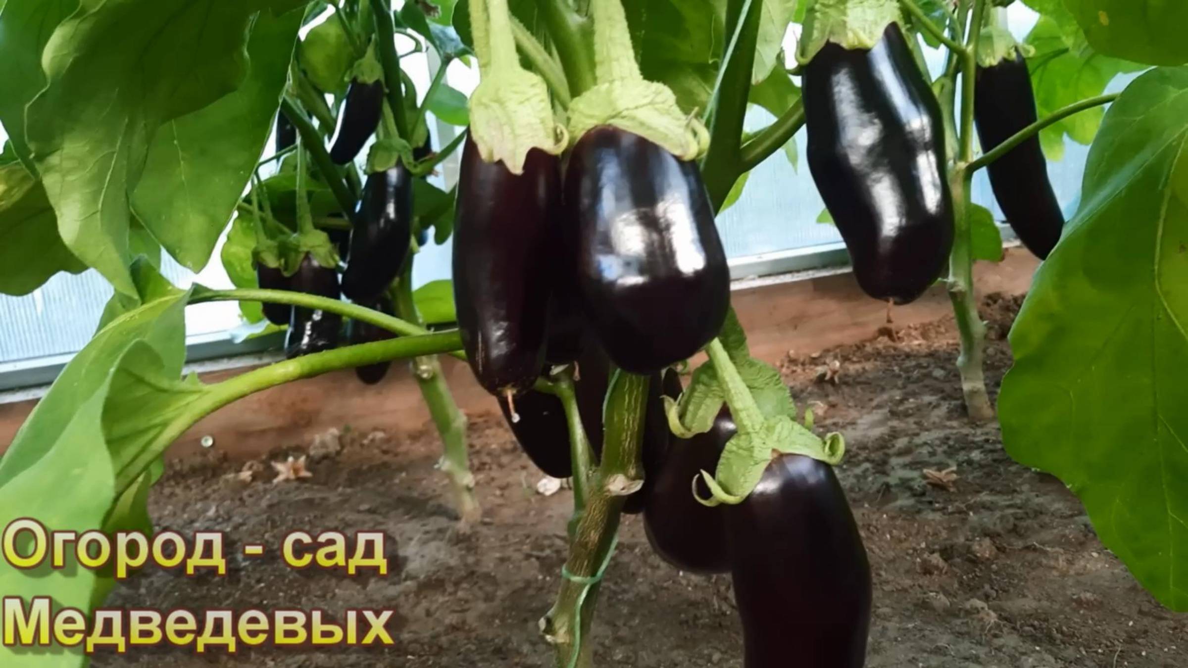 Хорошее соседство паслёновых в одной теплице