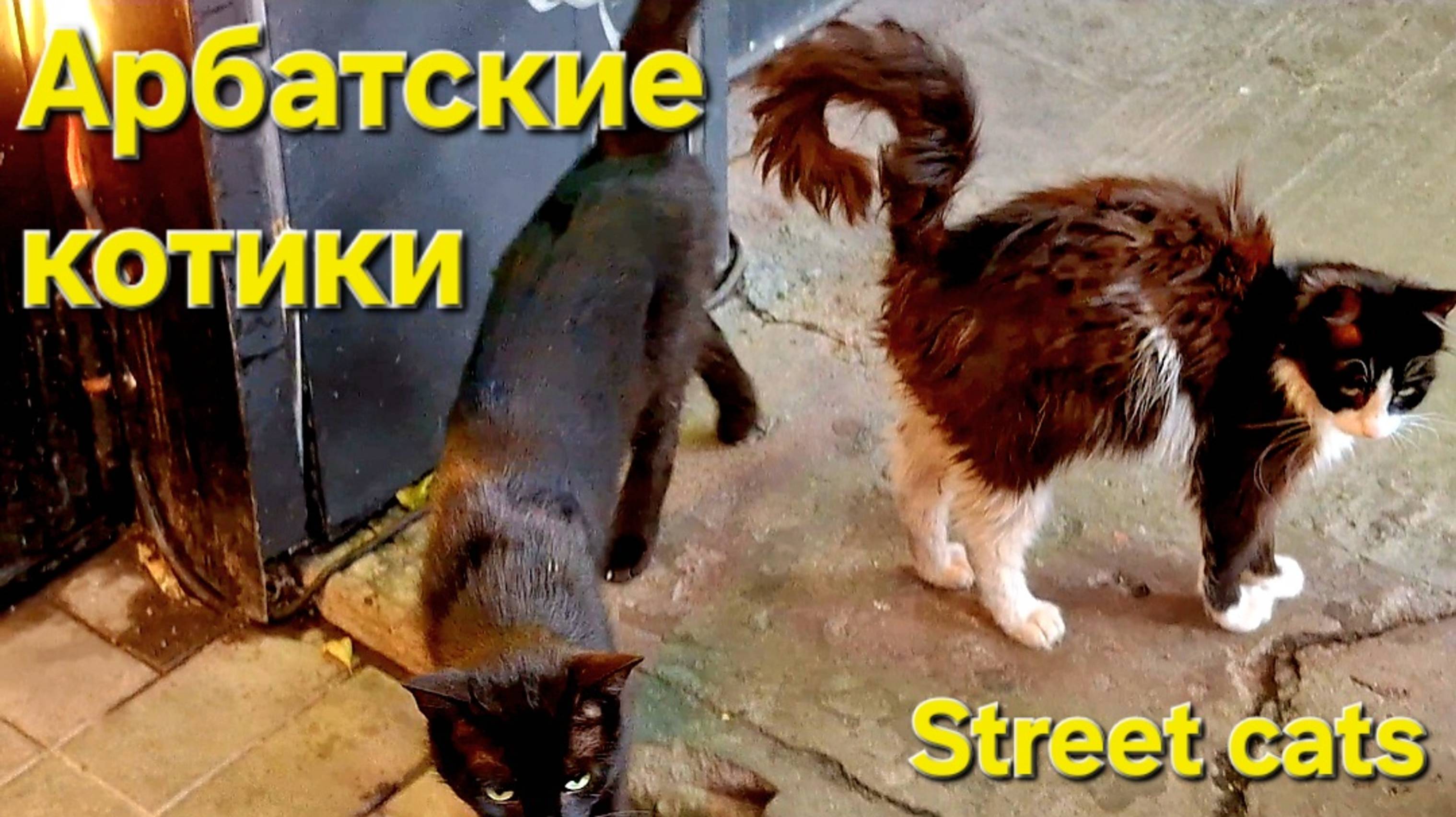 Арбатские котики / Кормим котиков / Street cats