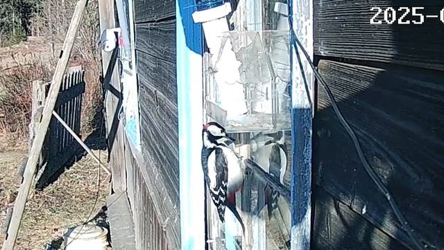 Большой пёстрый дятел сделал кузницу =)