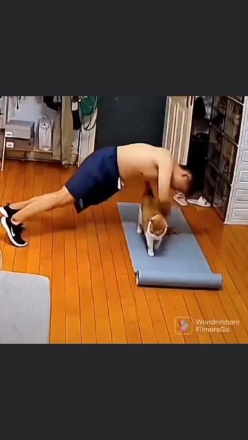 кот и спорт