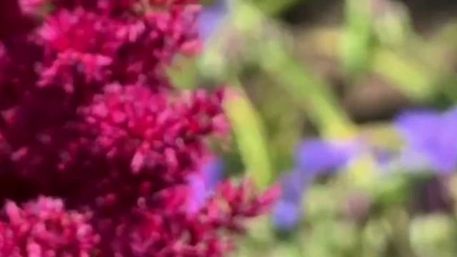 ДАРИТЕ ЖЕНЩИНАМ ЦВЕТЫ