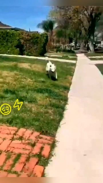 Smurf Cat's #Funny Animal Adventures❤️: Hilarious Moments and Memes