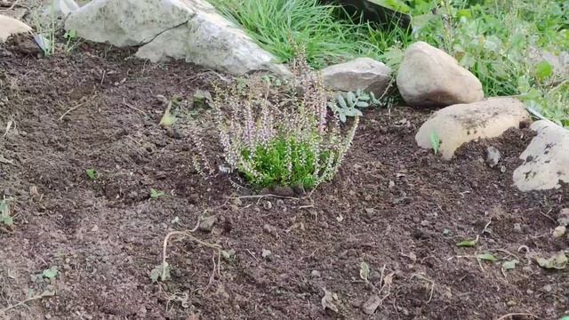 Создаю Весеннюю клумбу. Готовлю Гортензии к зиме. Фотографирую котиков