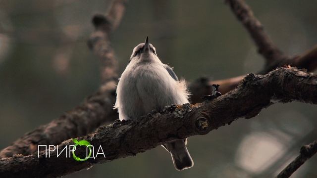 Природа. Поползень, Sitta europaea