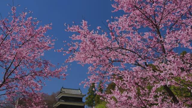 Музыка. Видео 4К UHD. Сакура. Япония весной. Relax музыка.