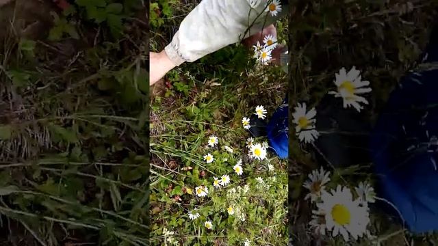 Собираем землянику на угоре у реки