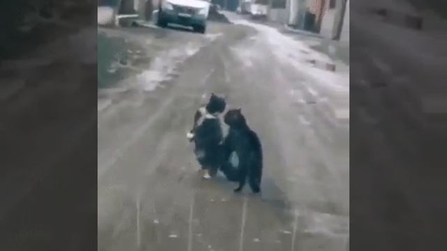 Два кота