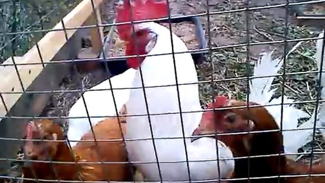 Петухан Куриханыч