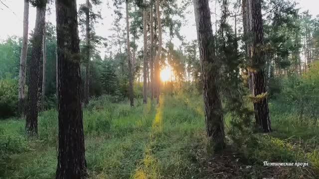 Бузулукский бор летом!