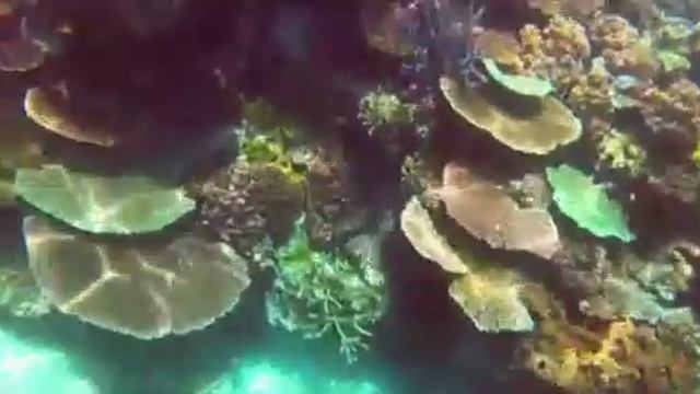 ... Коралловые рифы - Что мы знаем про них....