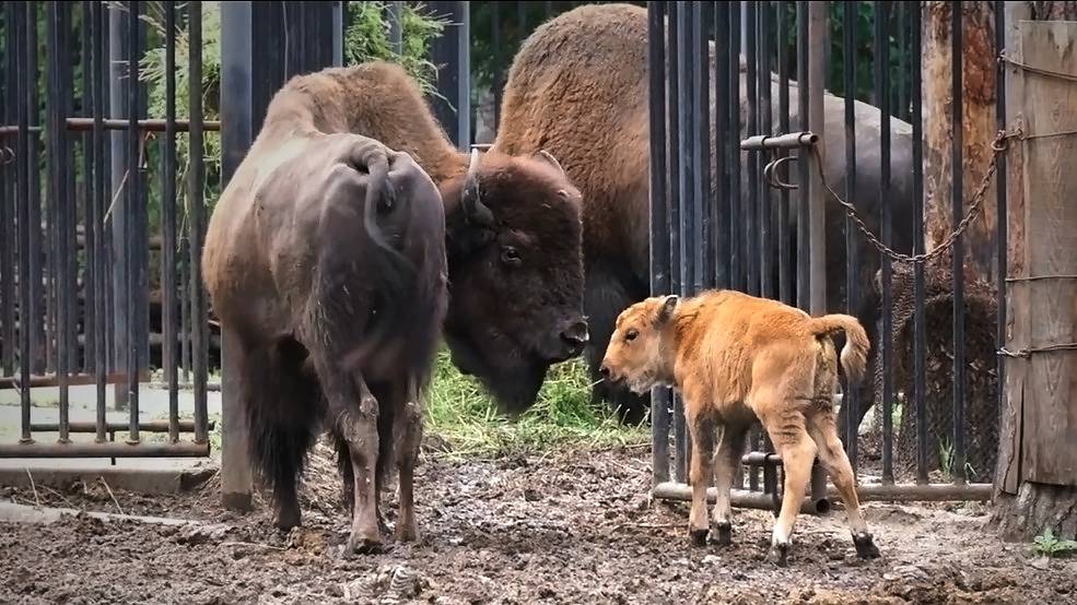Бесстрашное, мощное, с несокрушимым спокойствием семейство бизонов.