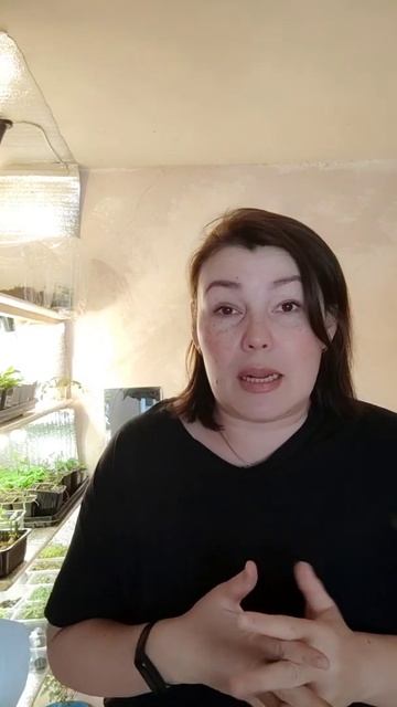 Экономим при выращивании рассады. Что и где покупаю