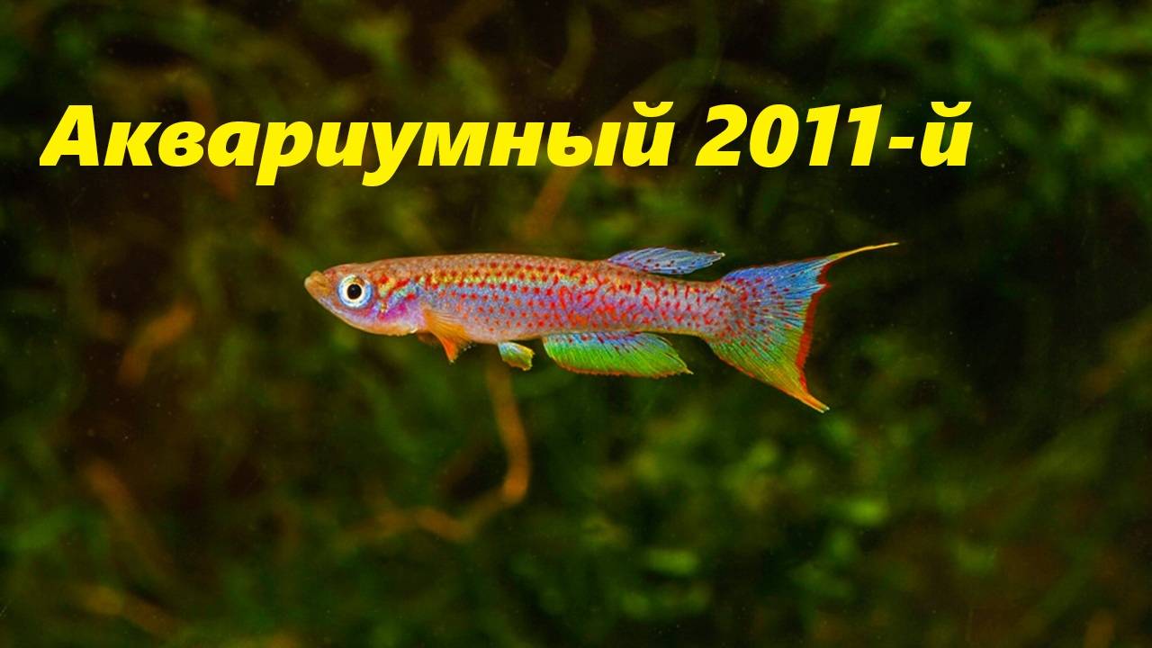 Аквариумная ретроспектива. Год 2011-й