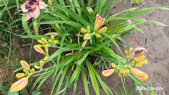 Лилейники. Дождались цветение красавцев лилейников. Обзор 
маленькой коллекции лилейников .