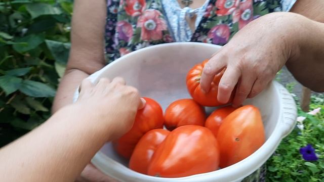 ОТЛИЧНЫЙ УРОЖАЙ