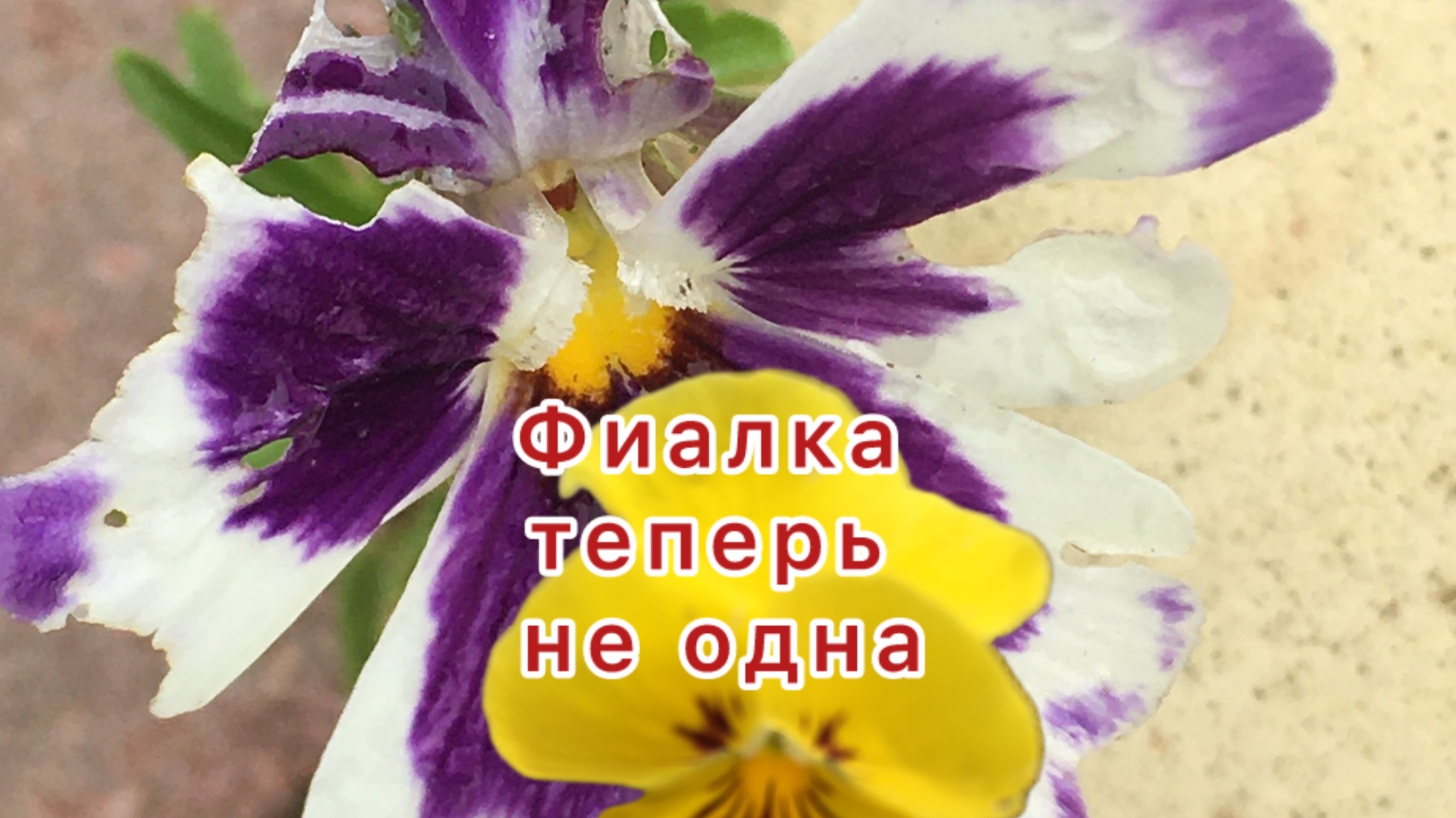 У Фиалке теперь есть подруга светленькая