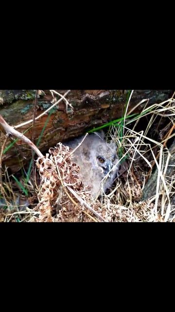 Филин 1 Манчицкие филинята Shorts