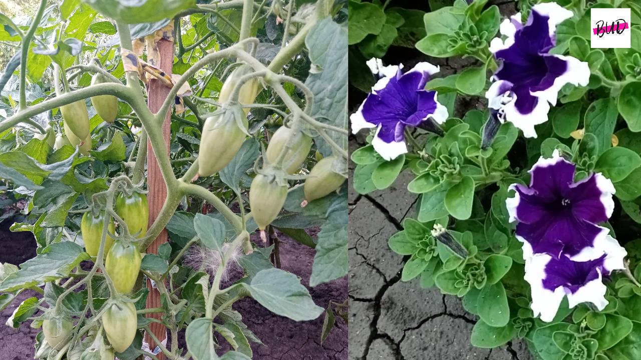 ДАЧНЫЕ ВЫХОДНЫЕ.