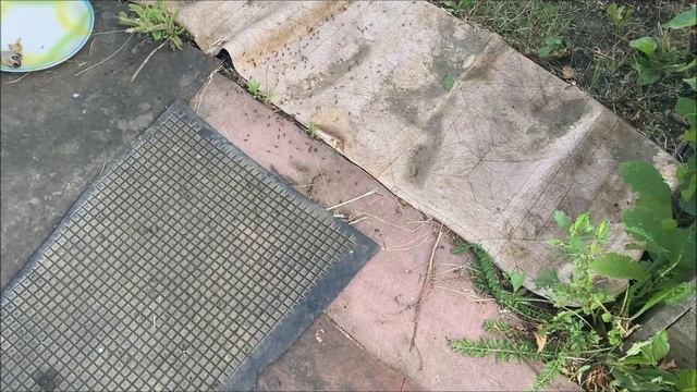 муравьи куда-то ушли и вернулись с яйцами!