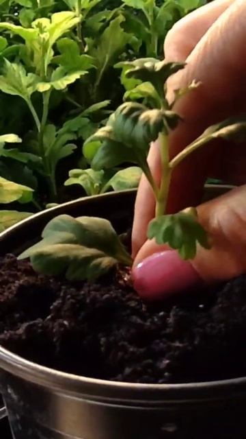 Черенки хризантемы мультифлоры. Осеннее черенкование