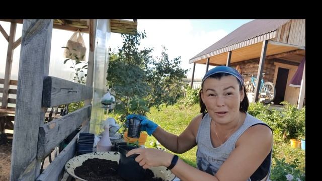 Сбежавшая невеста - кто в теме той поймет. Переваливаю новые сорта гортензии.