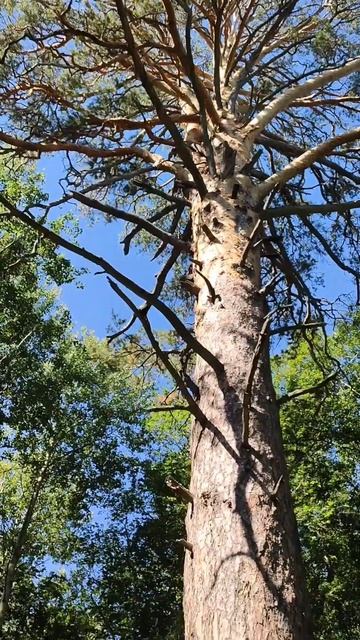 Лето в Бузулукском бору