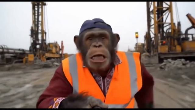 Жора в поисках