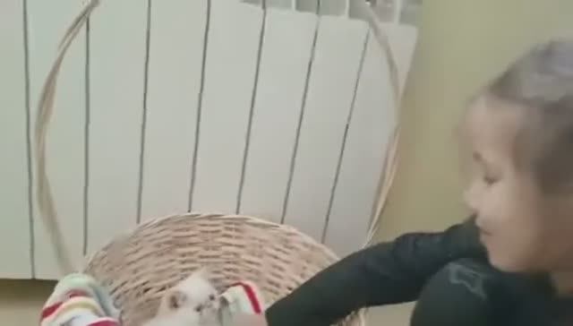 Котёнок экзот ..