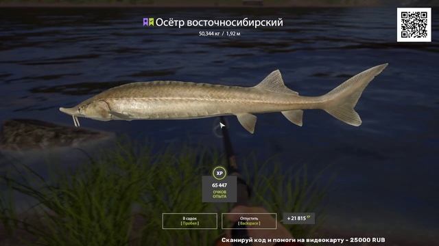 ОСЕТР ВОСТОЧНОСИБИРСКИЙ НА ТОНКИЙ ШНУР РУССКАЯ РЫБАЛКА 4 РР4