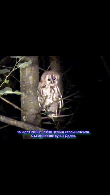 Серая неясыть 2 Семейство Shorts