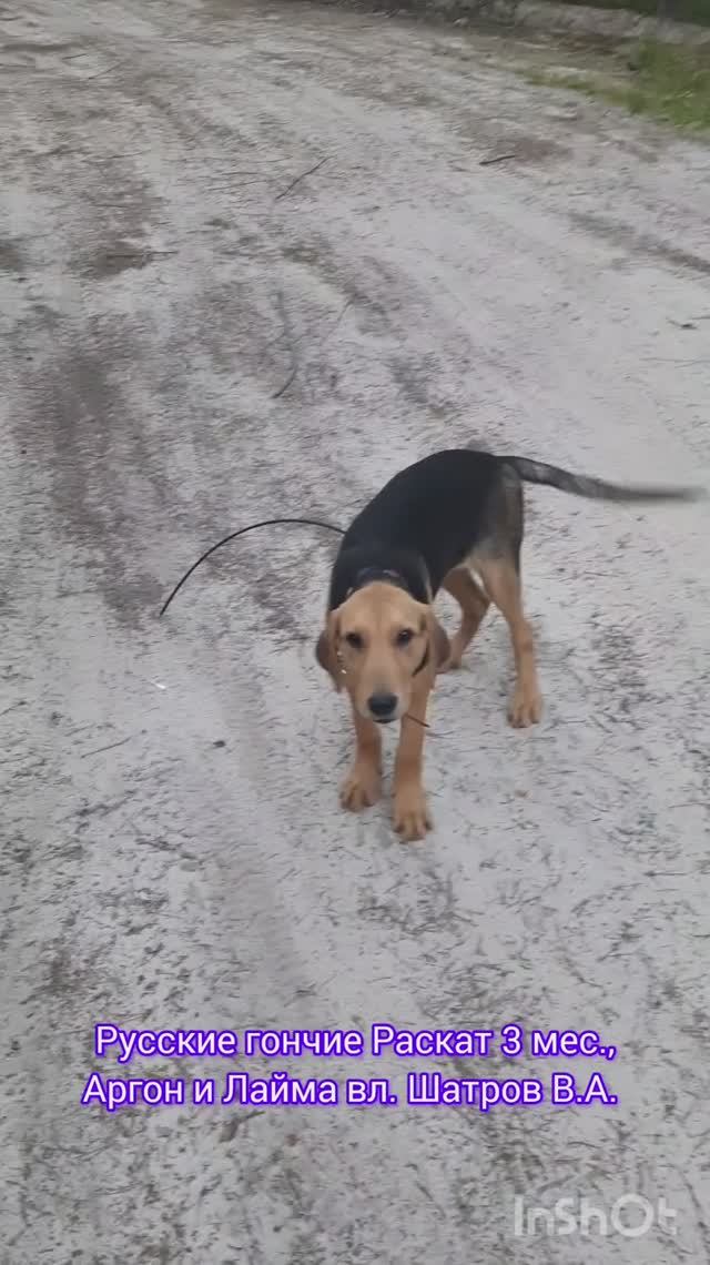 Русские гончие Раскат 3 мес. , Аргон и Лайма вл. Шатров В.А. #hunting #собака #весенняяохота #охота