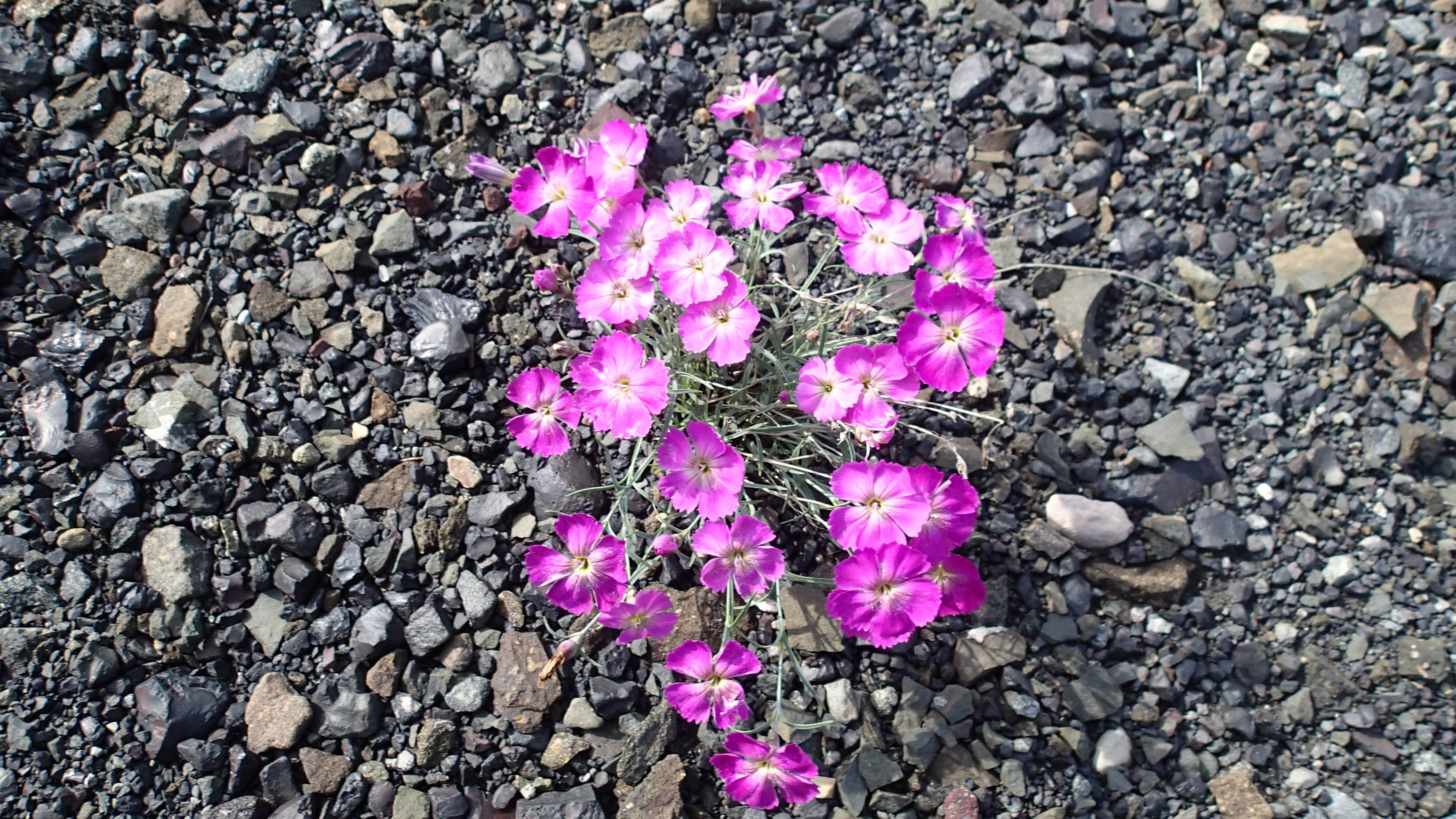 2025.07.20. Чайки и полярные крачки против канюка, кулик, в окрестностях Норильска.