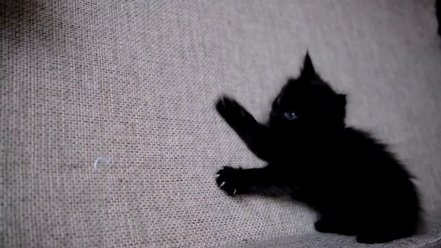 Просто много котиков!