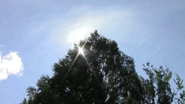 Муромцево 20 июля 2025г шум леса.