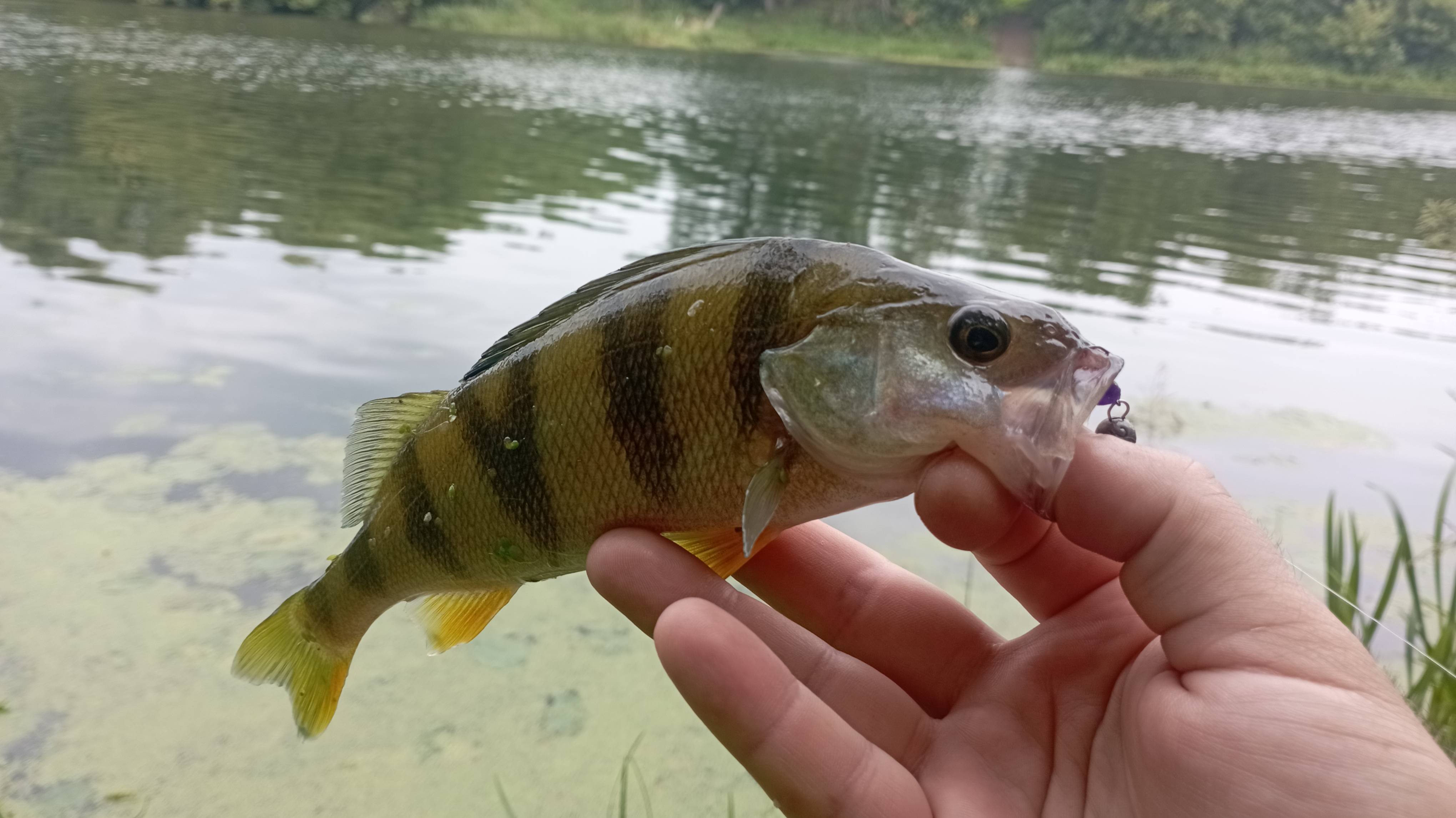 Микроджиг в июле. Тест новой палочки. Kosadaka Patrol 183 UUL.