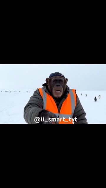 Жора ищет работу. пингвины