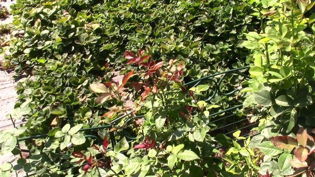 19.07.2025 г. Волгоград. Обзор растений в экстремальных жарких условиях