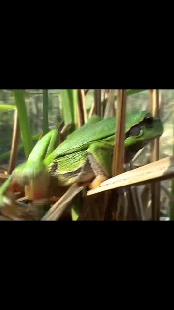 Квакша обыкновенная 1 Shorts