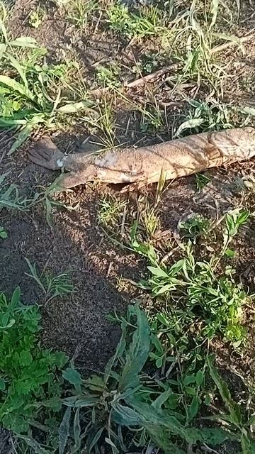 ПОЙМАЛ ЩУКУ НА ВЕРТУШКУ