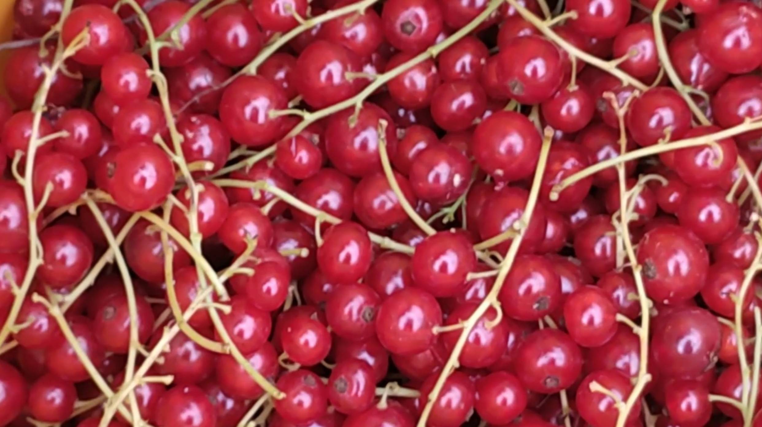 Красная смородина в этом сезоне удалась.