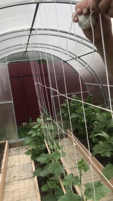 Мастерим сетку для огурцов в теплице