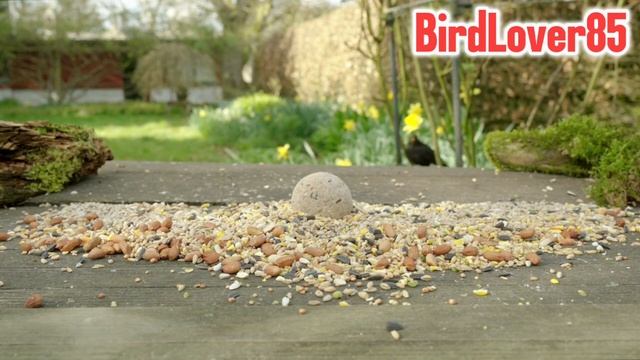 Захватывающие звуки птиц : Утренние звуки птиц Птицы Амазонки 4к -| Сура Ар-Рахман