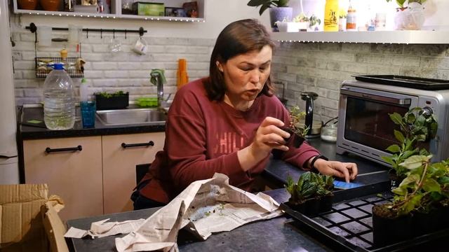 Распаковка посылки с вегетативным черенком от Агровиолы