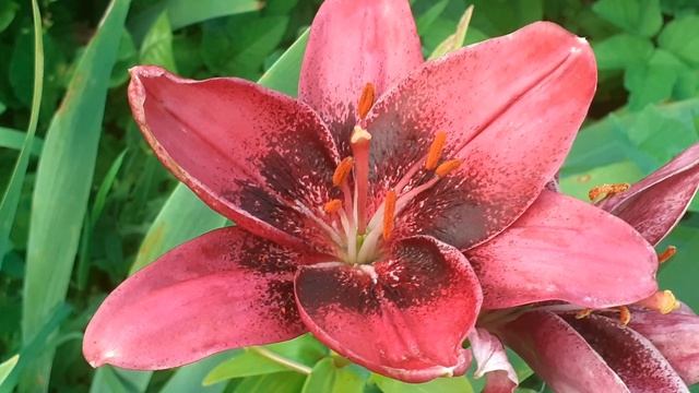 лилия ПУРПЛ АЙ