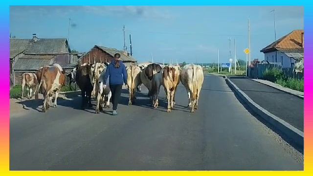 20-07-2025 Доброе деревенское утро!🌹🌹🌹