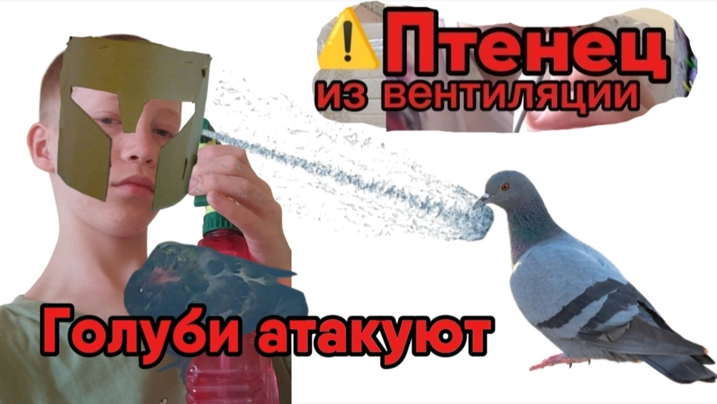 ⚠️ Птенец из вентиляции. Голуби атакуют. 4 — 6 день 🕊️