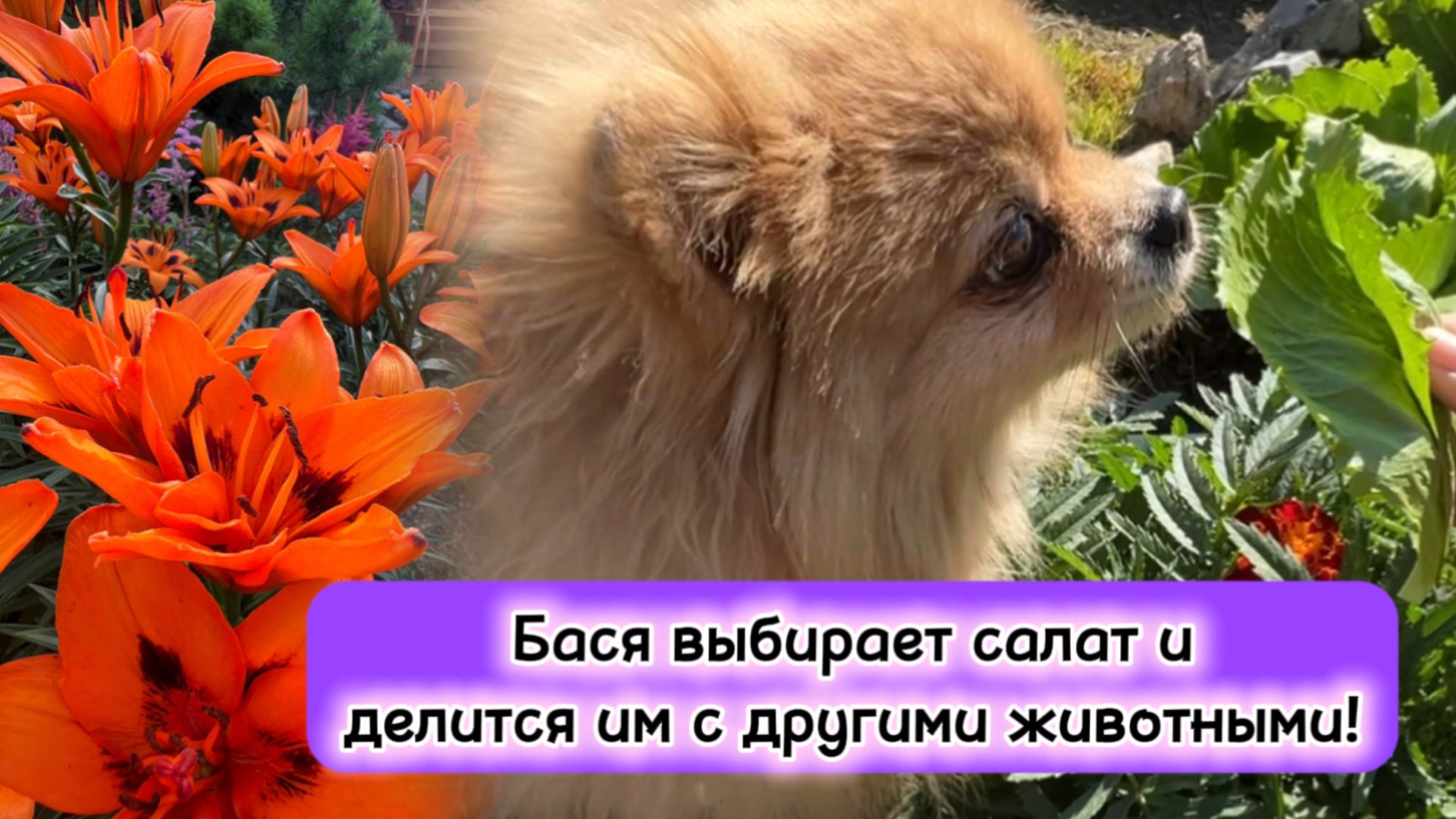 Бася выбирает салат и делится им с другими животными!